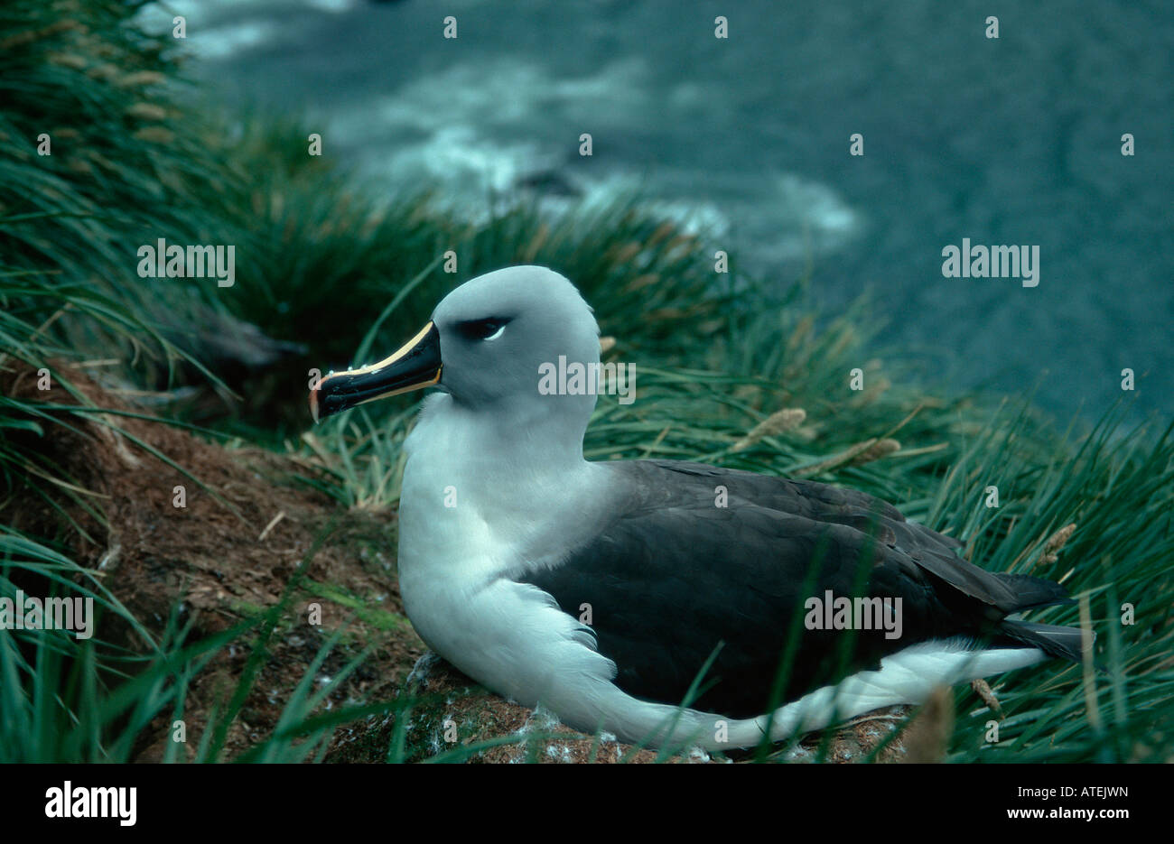 Grey headed albatross diomedea chrysostoma adult hi-res stock ...