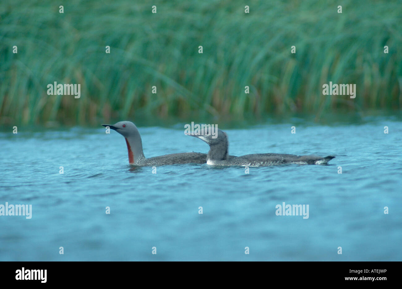 Red throated diver pair hi-res stock photography and images - Alamy