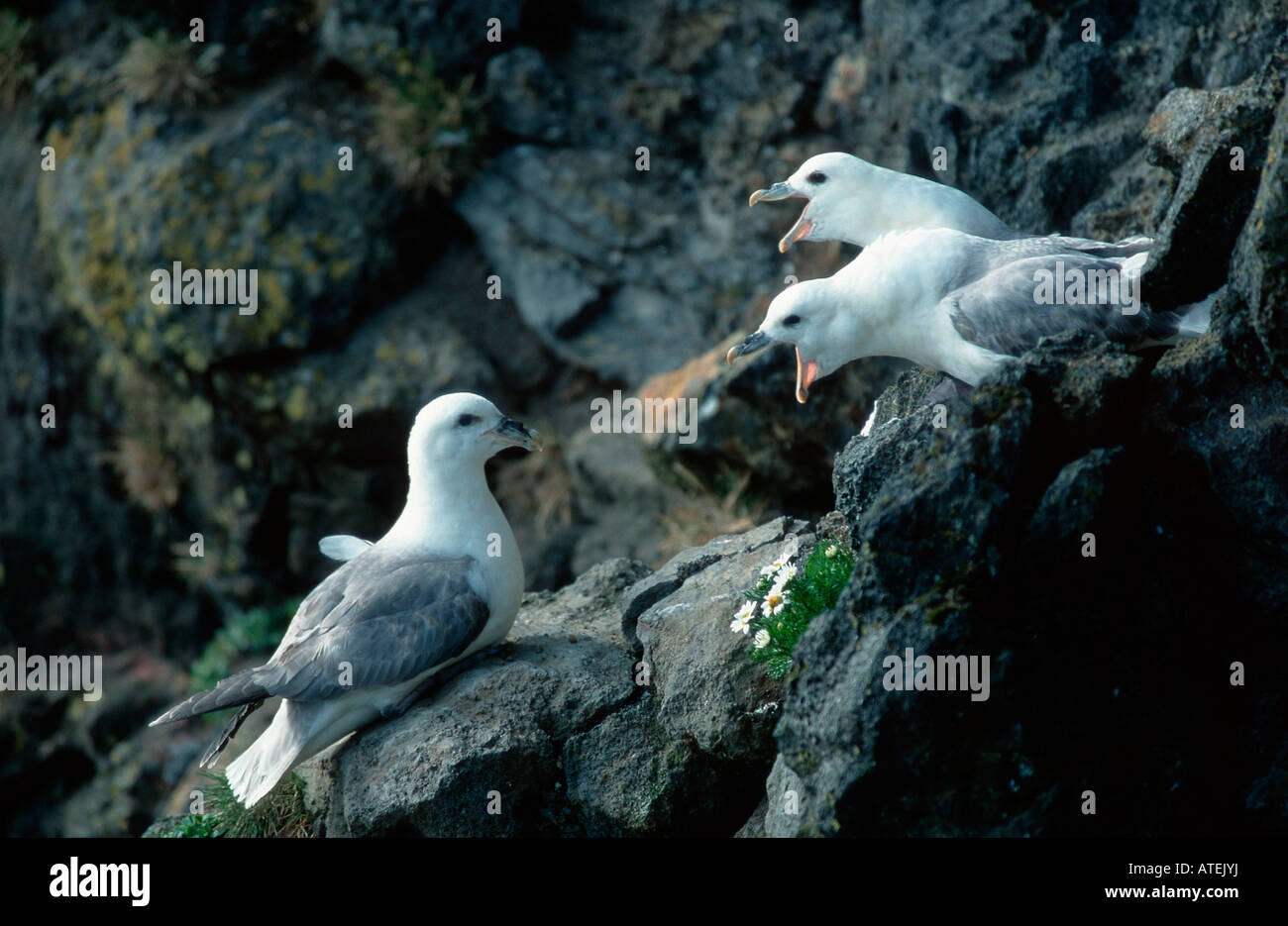 Group of fulmars hi-res stock photography and images - Alamy