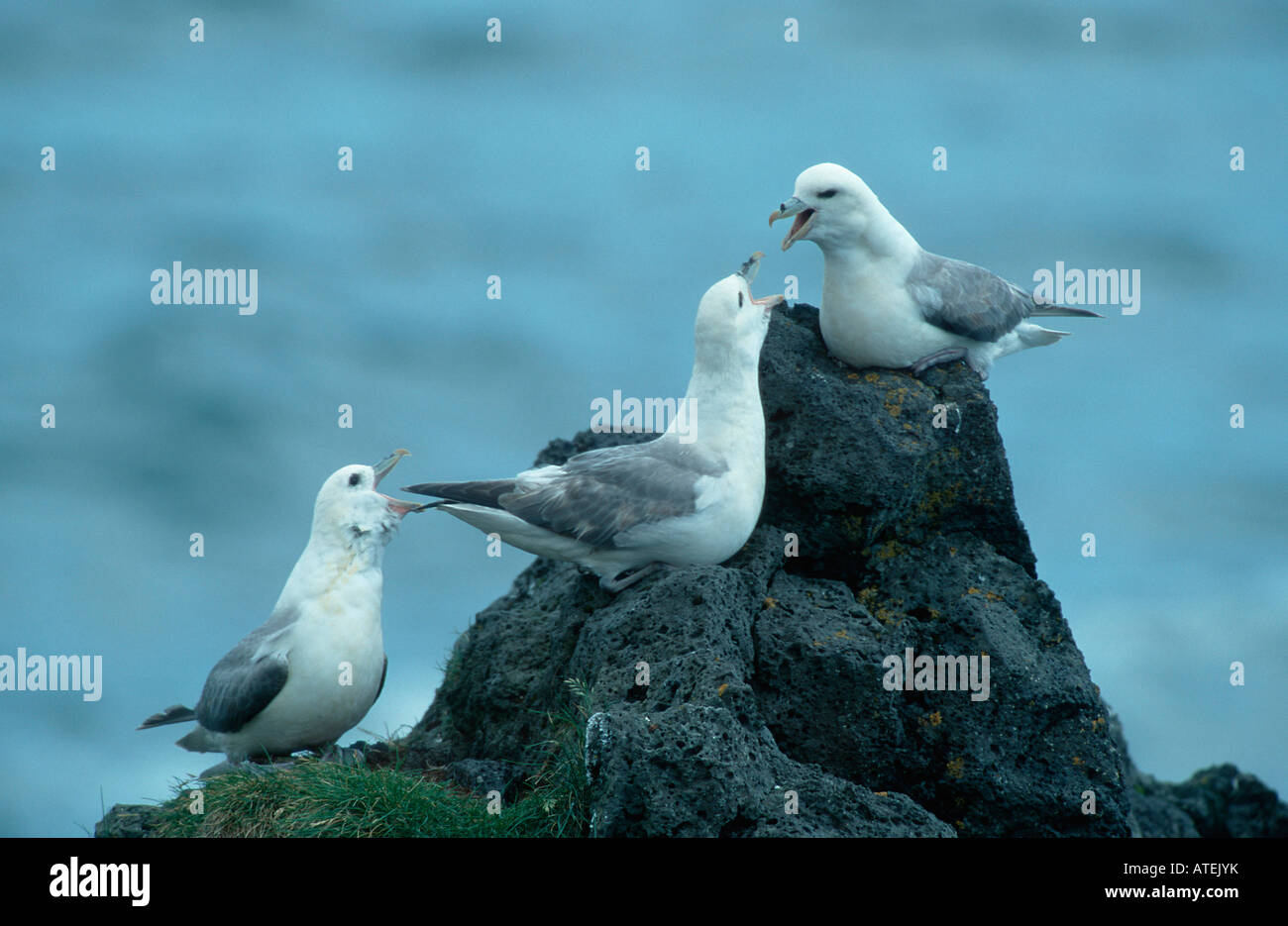 Group of fulmars hi-res stock photography and images - Alamy