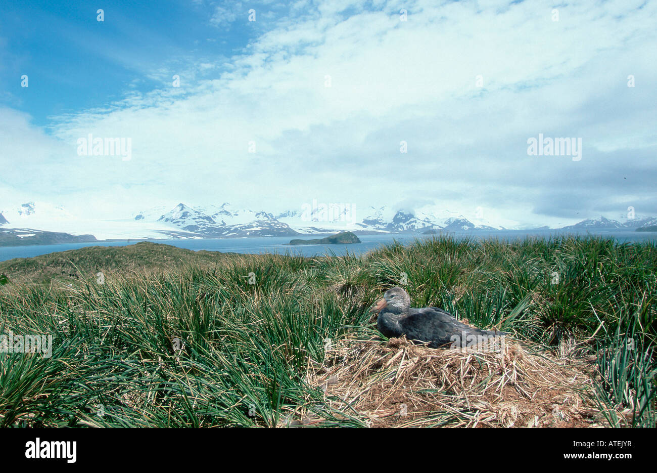 Southern Giant Petrel / Southern Giant Fulmar Stock Photo - Alamy