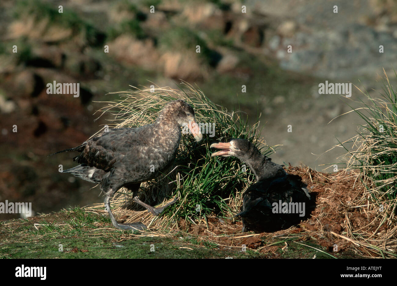 Southern Giant Petrel / Southern Giant Fulmar Stock Photo - Alamy