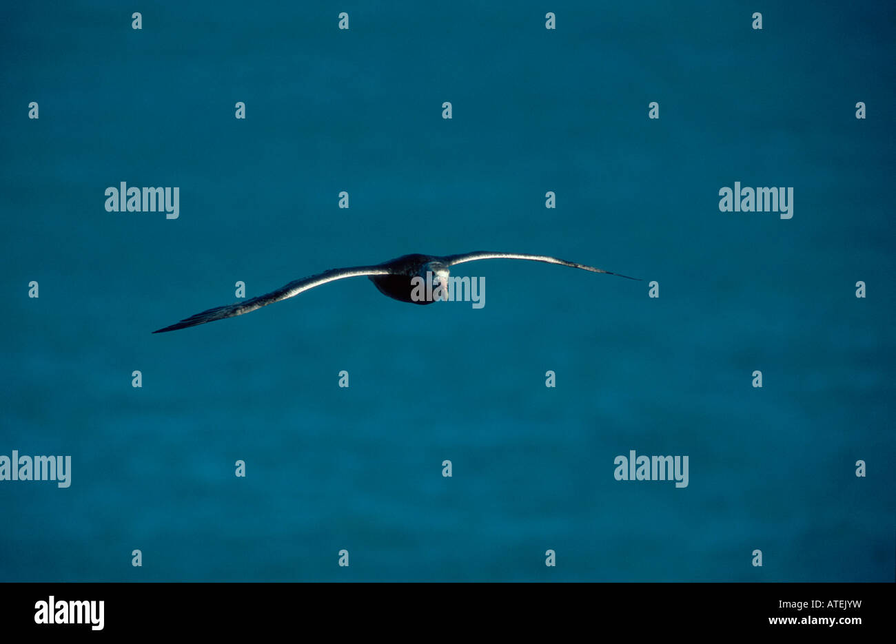 Southern Giant Petrel / Southern Giant Fulmar Stock Photo - Alamy
