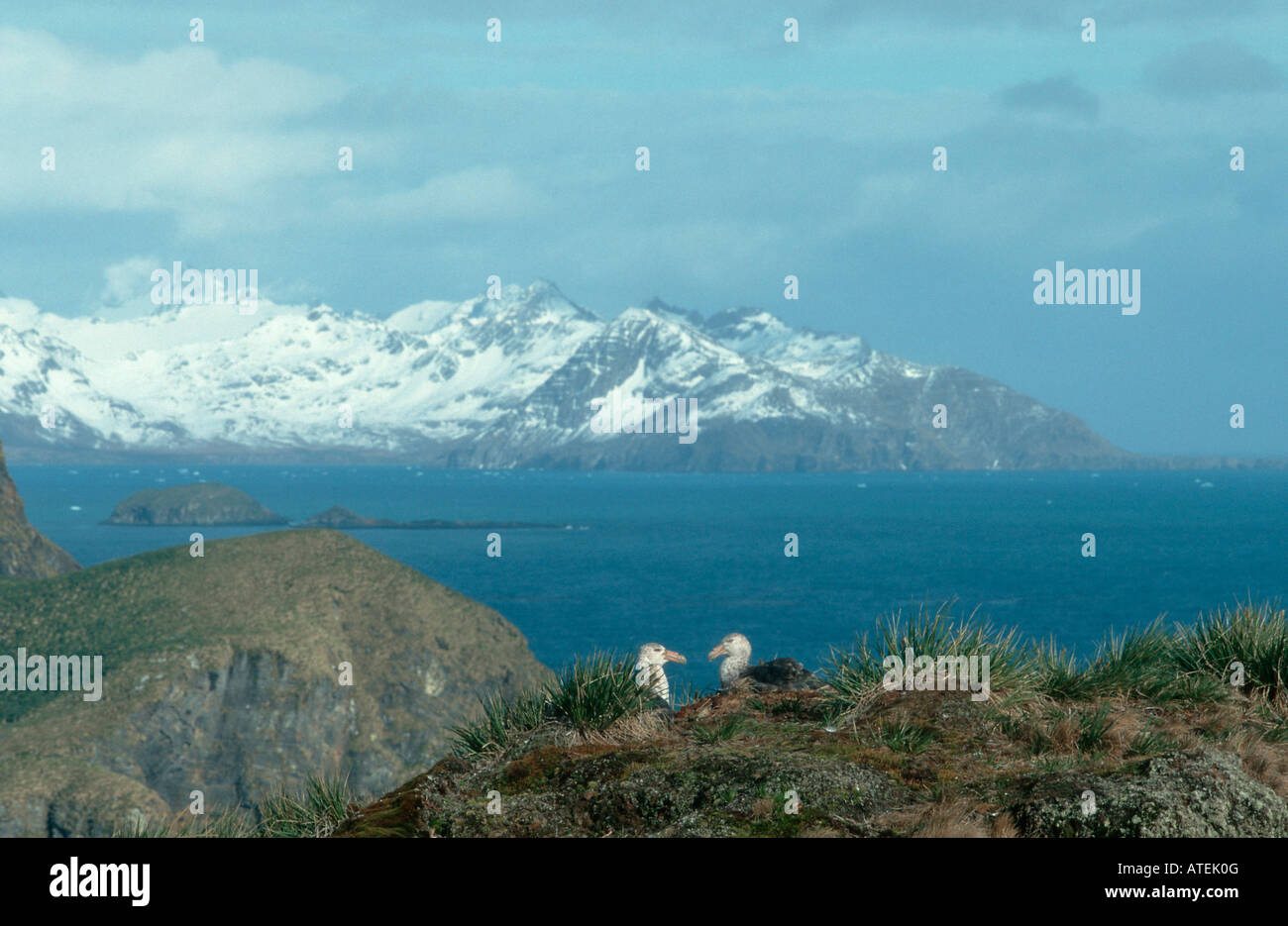 Southern Giant Petrel / Southern Giant Fulmar Stock Photo - Alamy