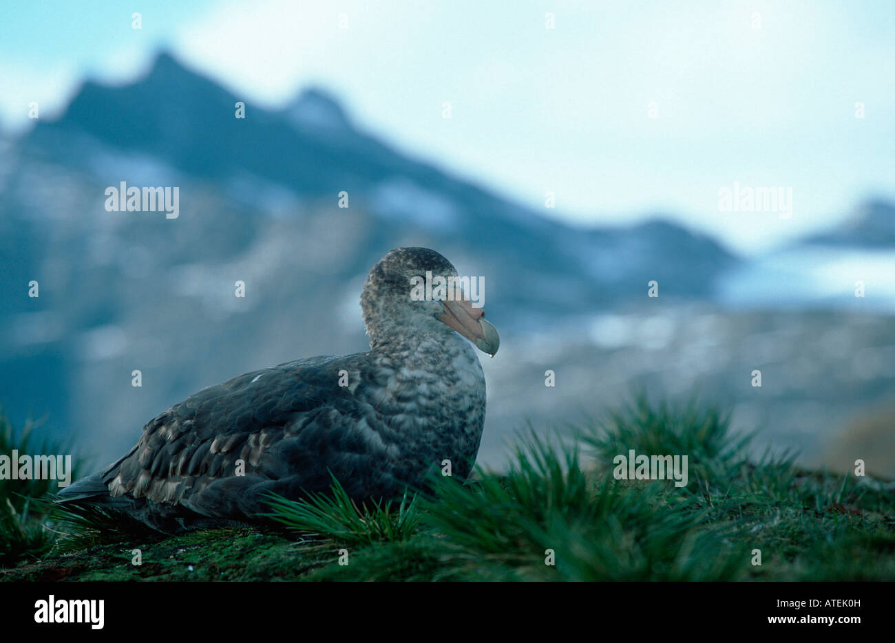 Southern Giant Petrel / Southern Giant Fulmar Stock Photo - Alamy