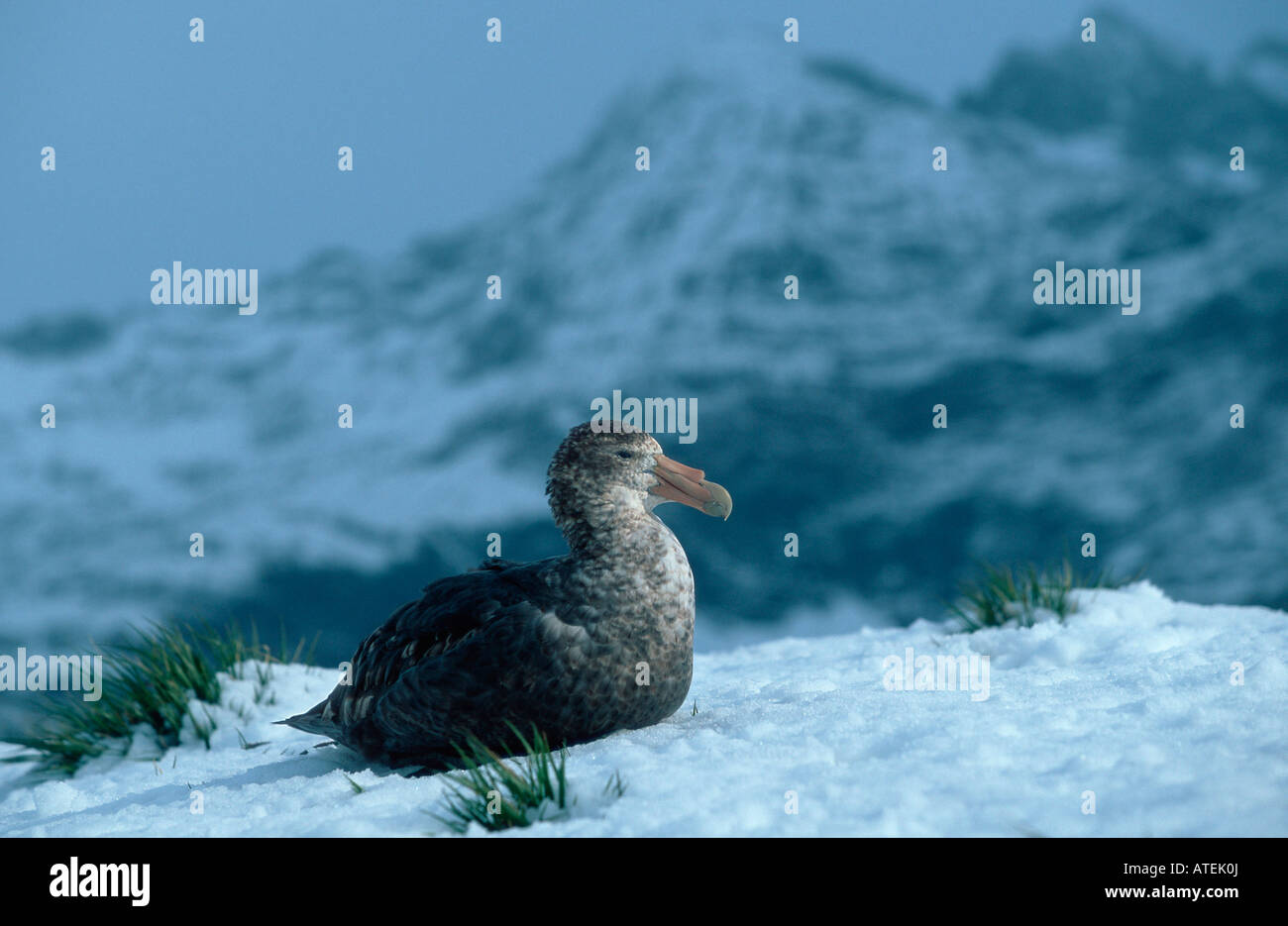 Southern Giant Petrel / Southern Giant Fulmar Stock Photo - Alamy