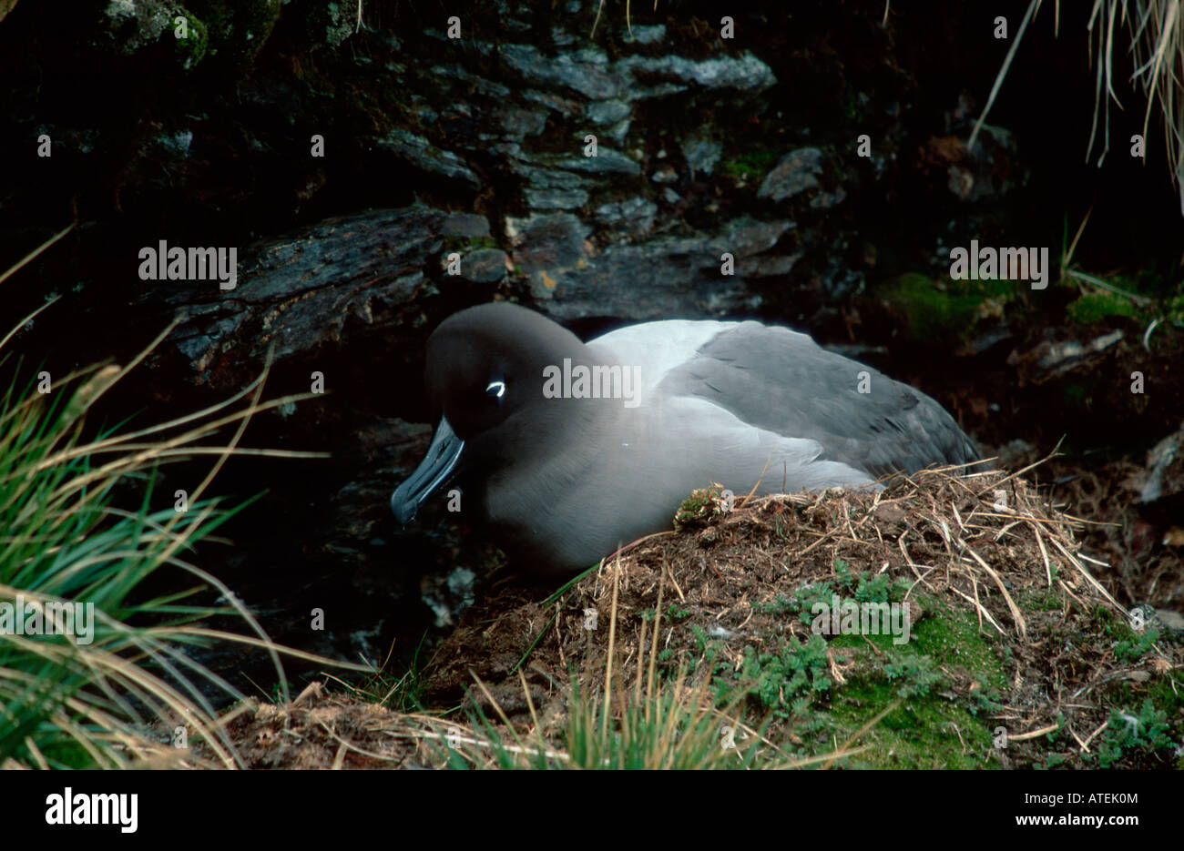 Light-mantled Sooty Albatross Stock Photo - Alamy