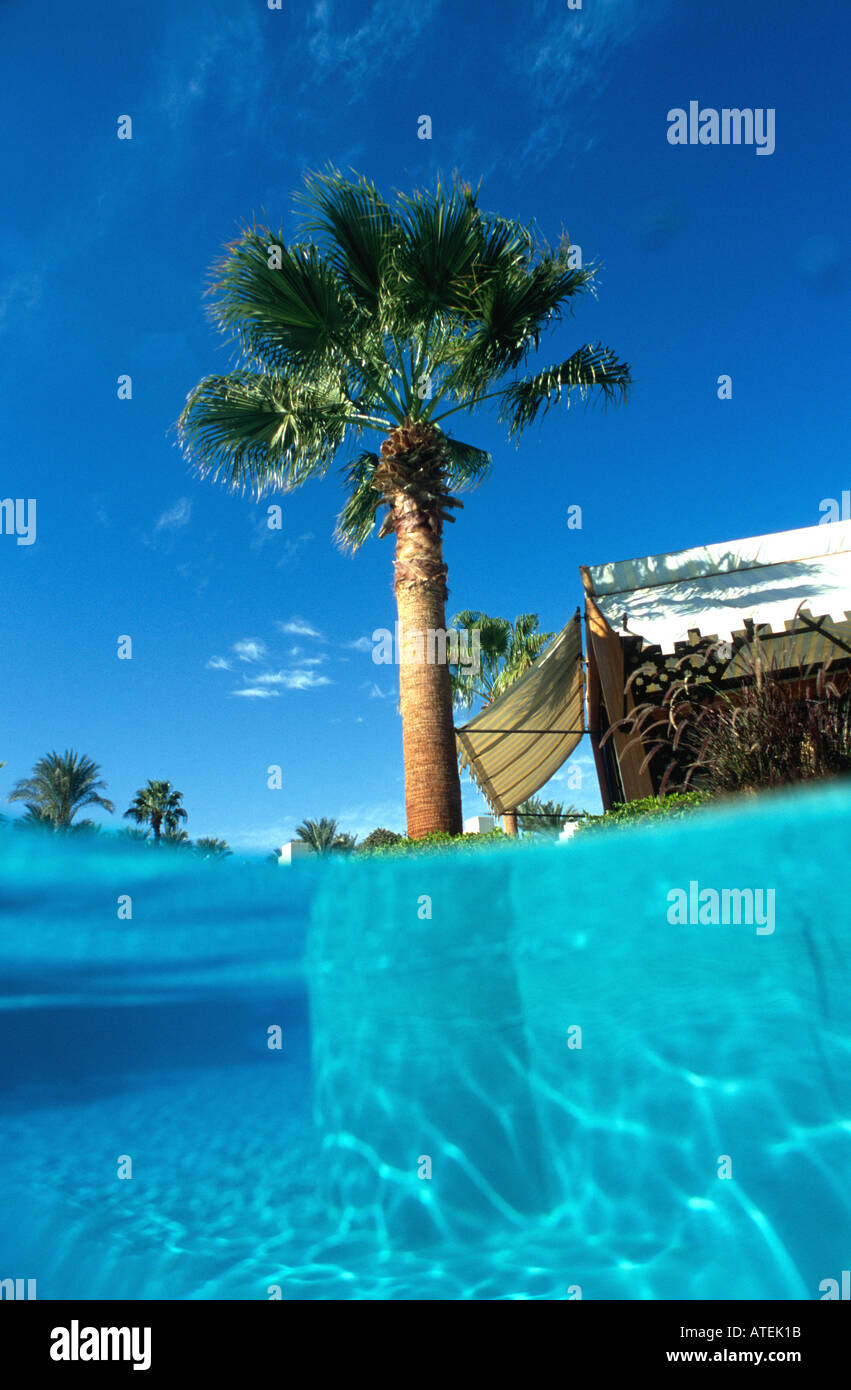 Palm trees seen from underwater in hotel swimming pool blue water blue ...
