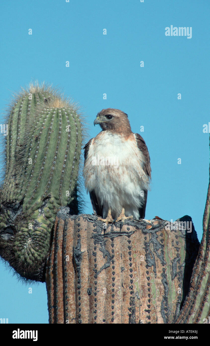 Red tailed hawk standing on hi-res stock photography and images - Alamy
