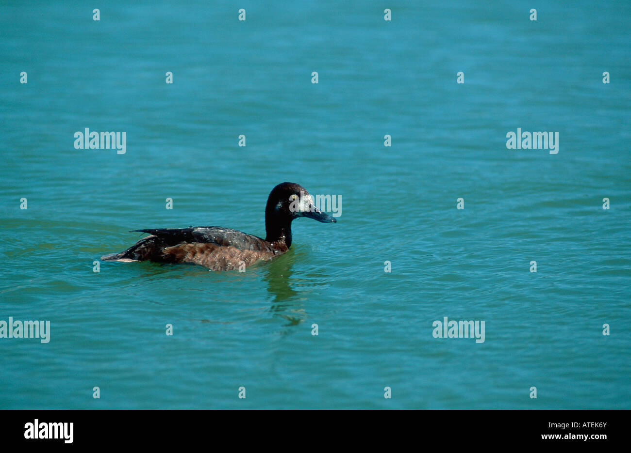 Adult female scaup hi-res stock photography and images - Alamy