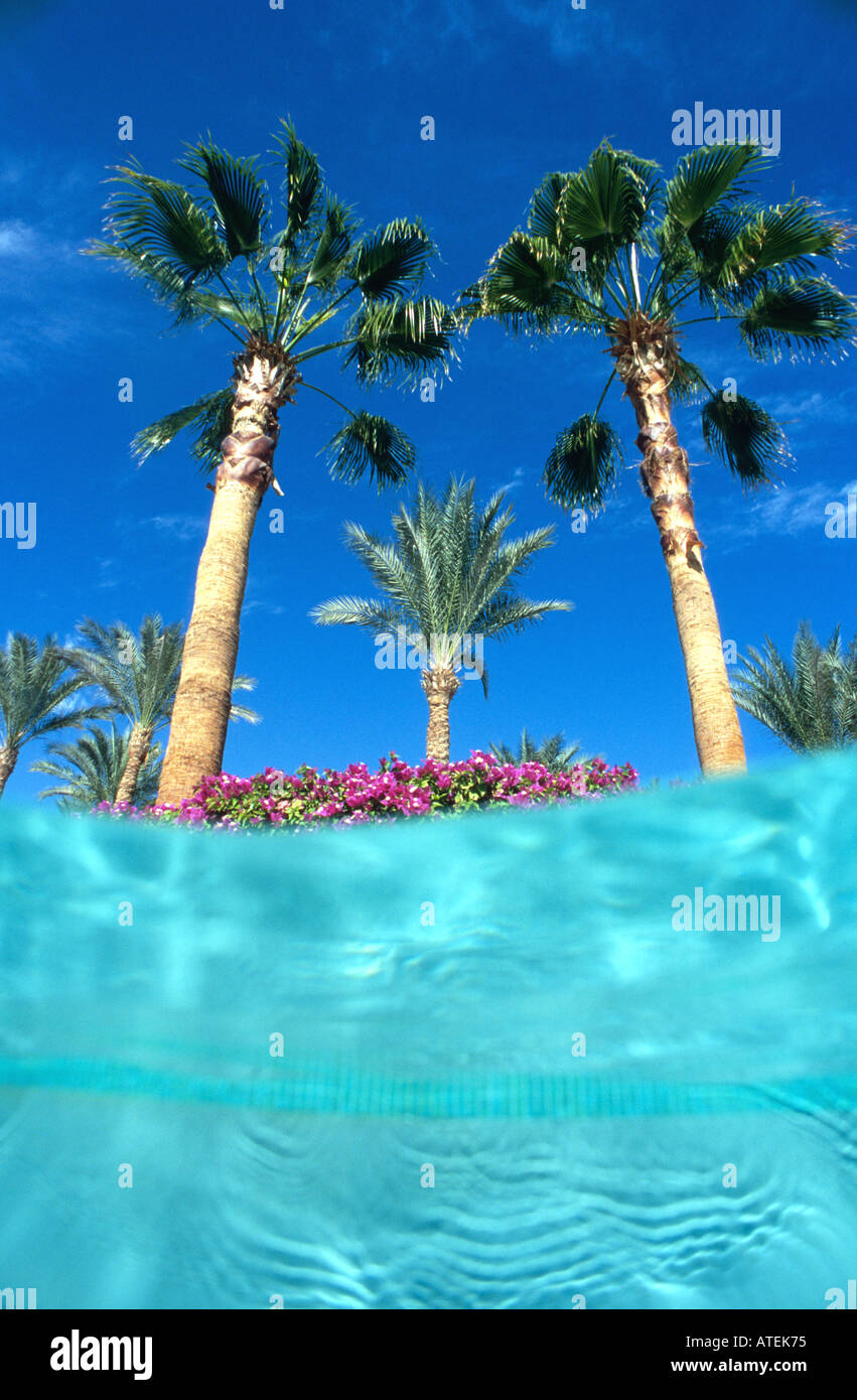 Palm trees seen from underwater in hotel swimming pool blue water blue ...