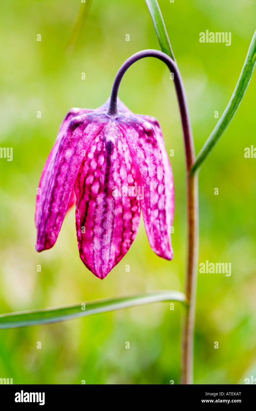 Snakeshead fritillary, Fritillaria meleagris, Snake's head fritillary ...