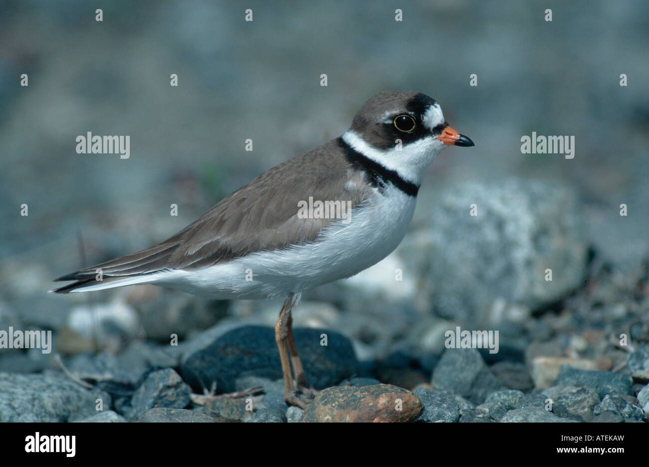 Semi palmated plover hi-res stock photography and images - Alamy
