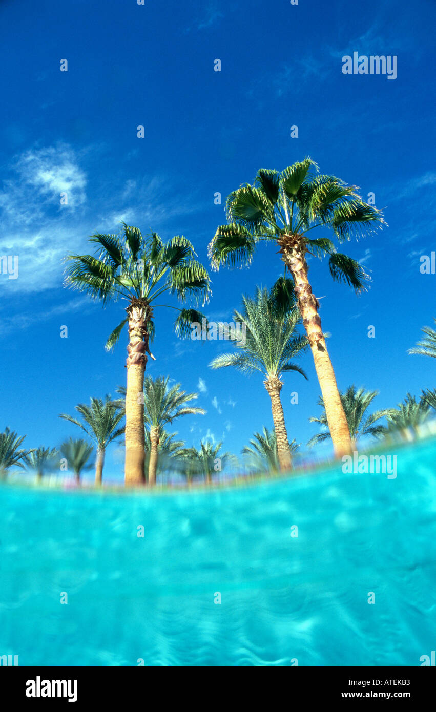 Palm trees seen from underwater in hotel swimming pool blue water blue ...