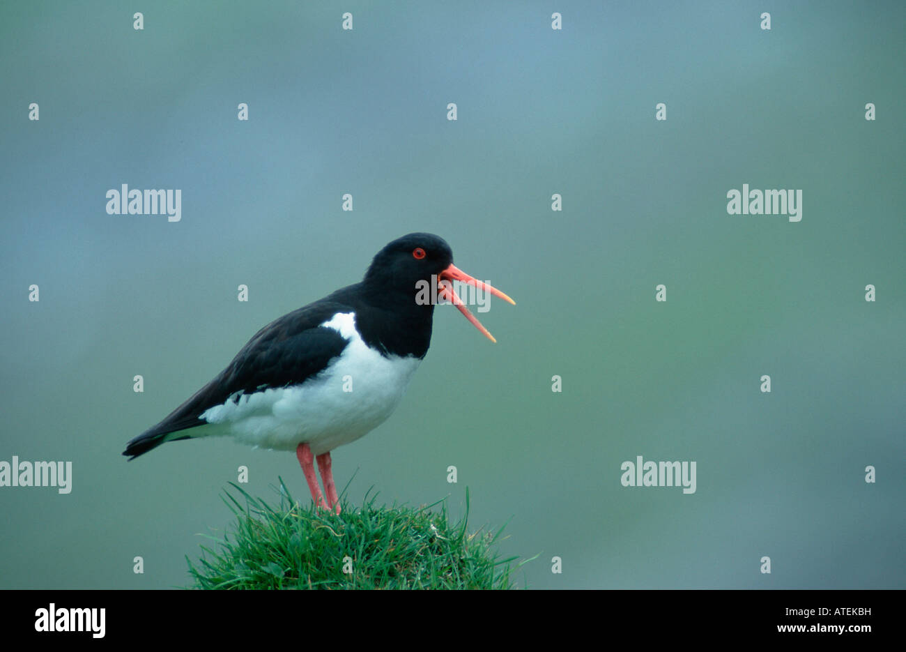 Single oyster catcher hi-res stock photography and images - Alamy