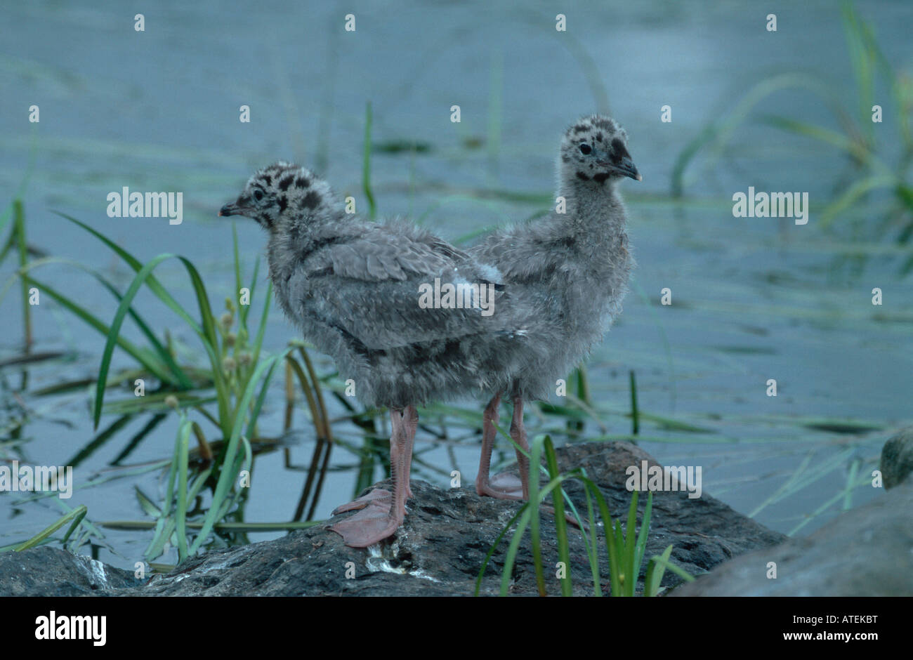 Common Gull / Mew Gull Stock Photo - Alamy