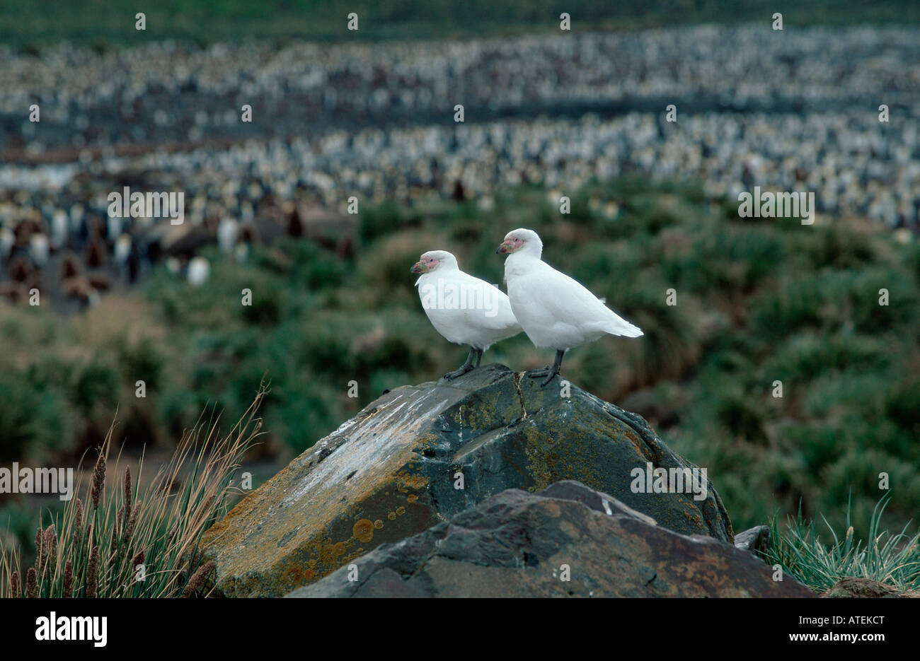 Sheathbills hi-res stock photography and images - Alamy