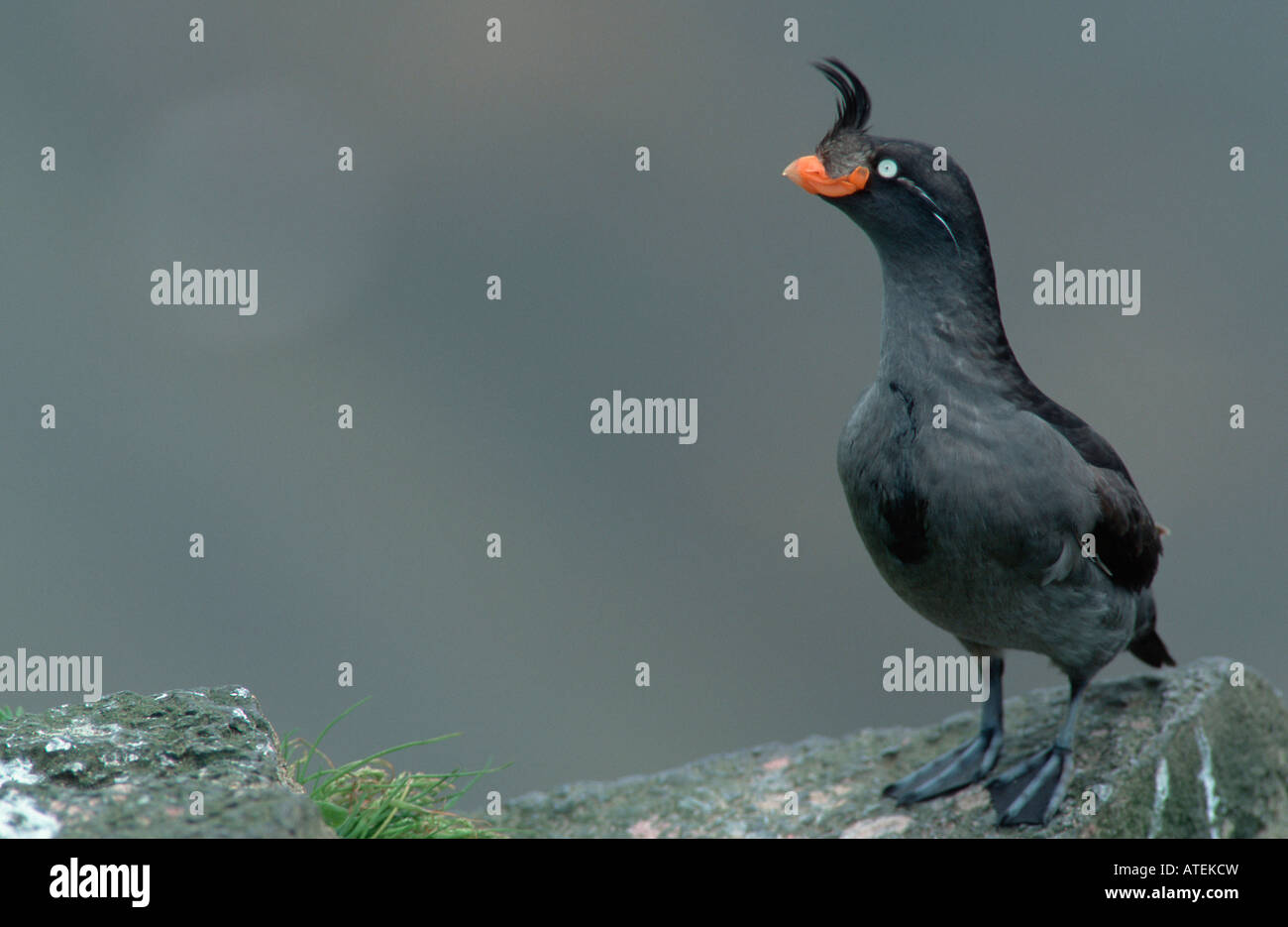 Crested auklet aethia cristatella hi-res stock photography and images ...