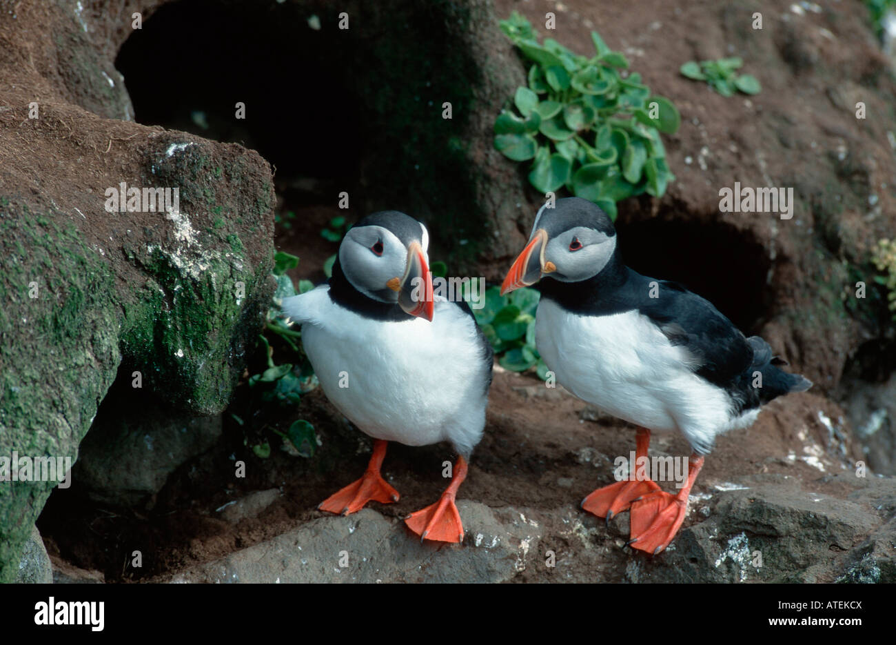 Two puffins standing iceland hi-res stock photography and images - Alamy
