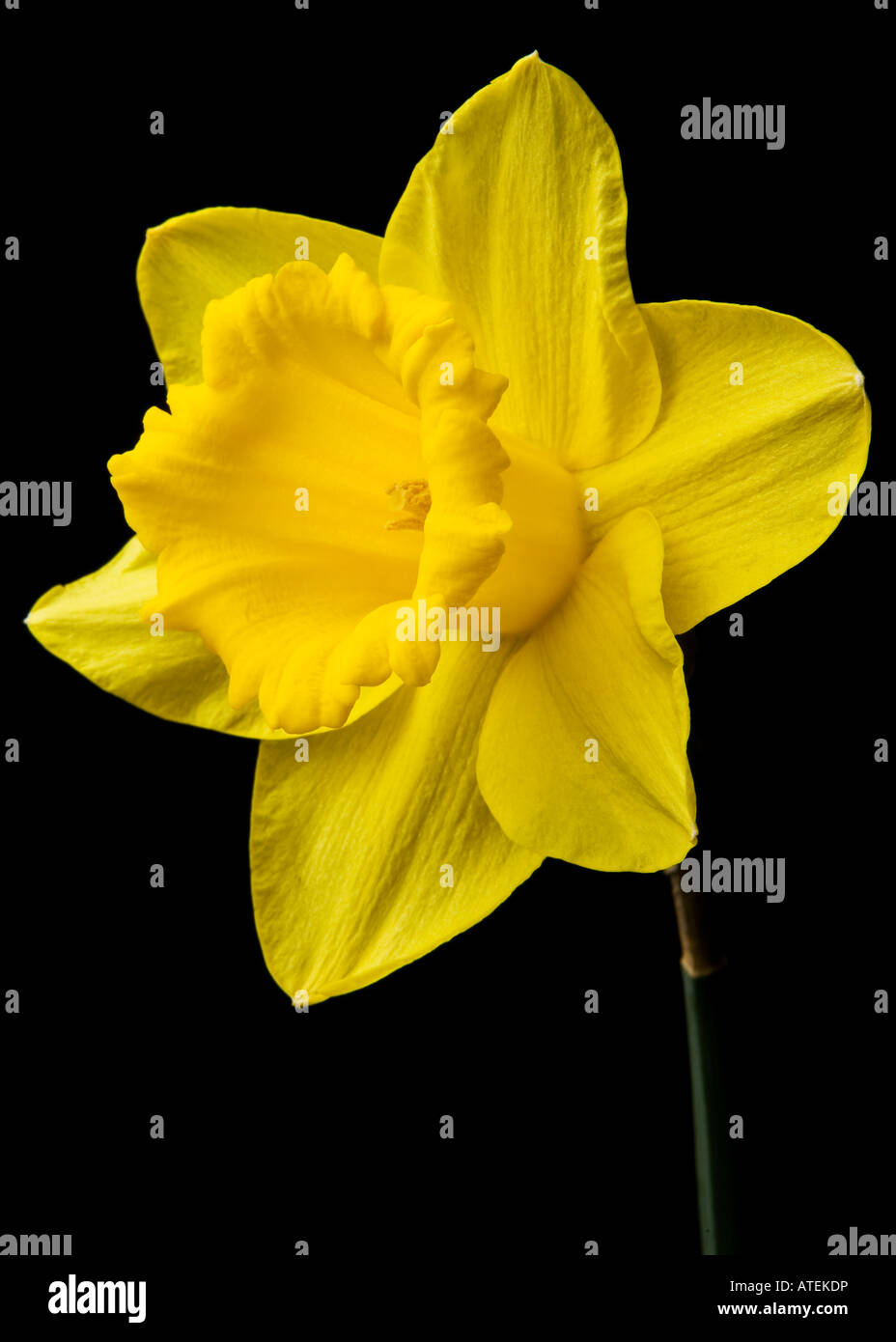 Striking close-up of a daffodils head against a black background Stock ...