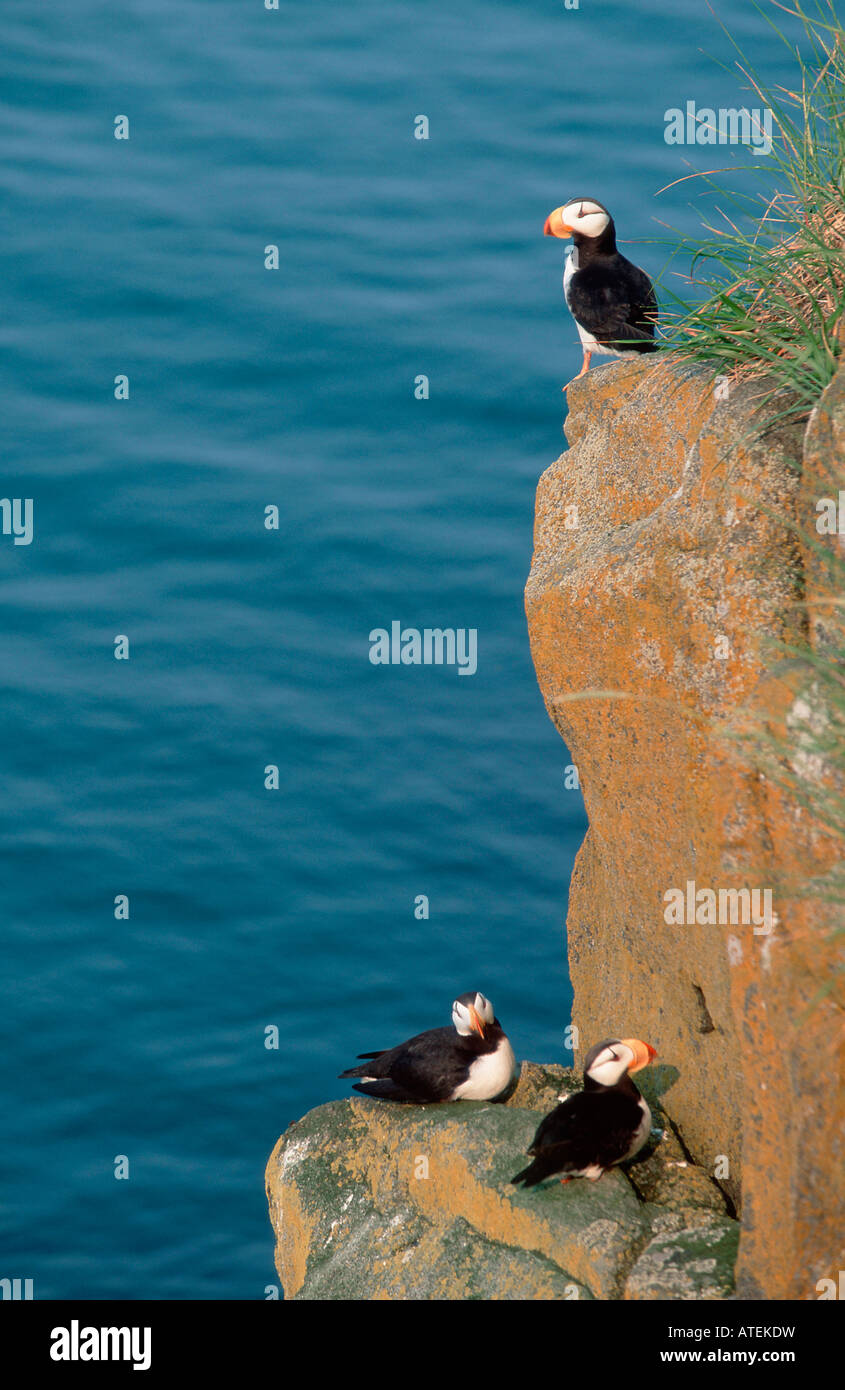 Three horned puffins hi-res stock photography and images - Alamy