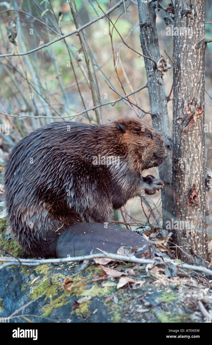 North American Beaver Stock Photo - Alamy