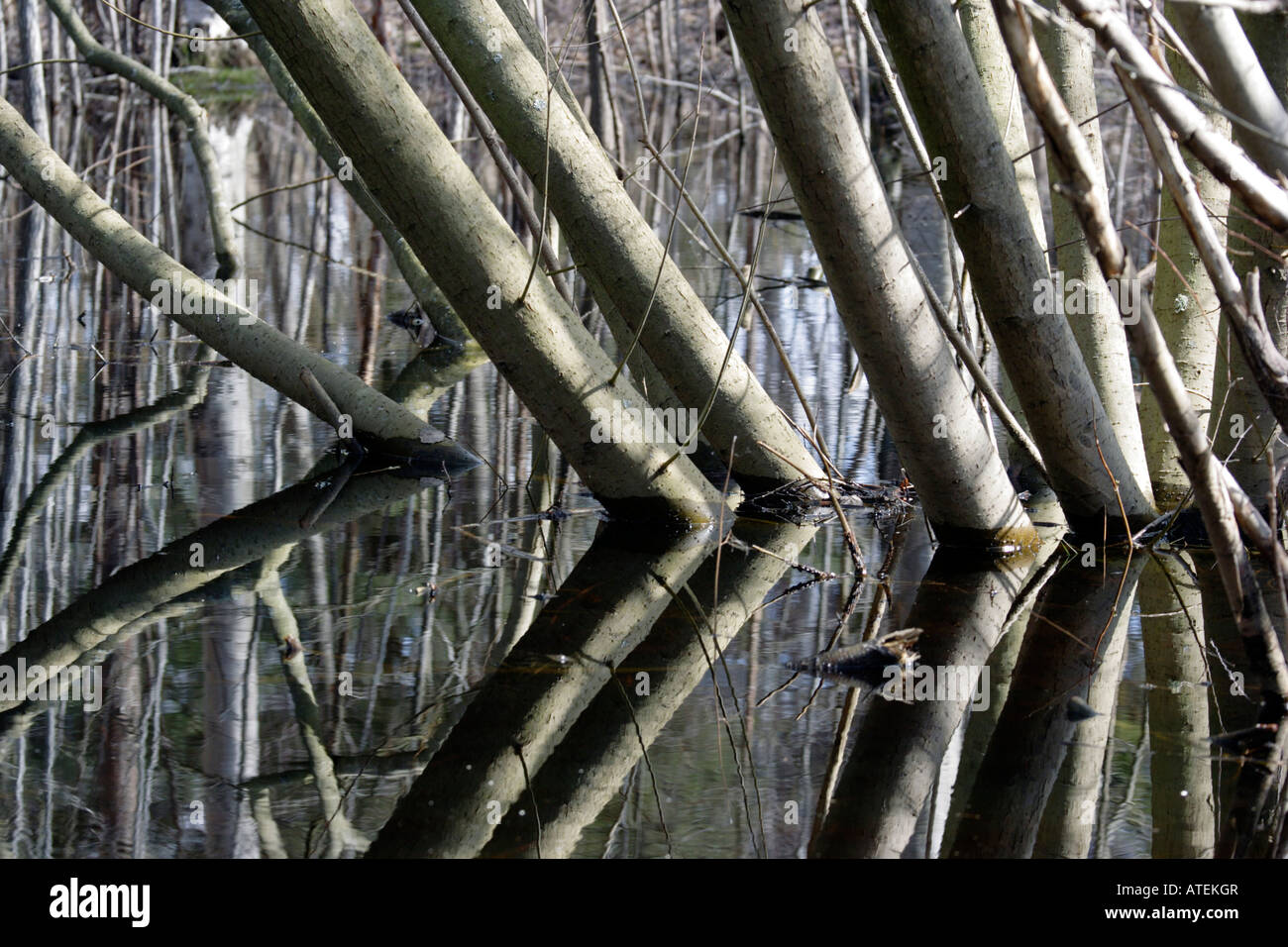 Mirror image of tree trunks Stock Photo - Alamy