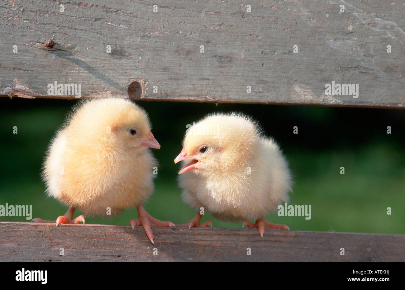 Domestic Fowl / Chicken Stock Photo - Alamy
