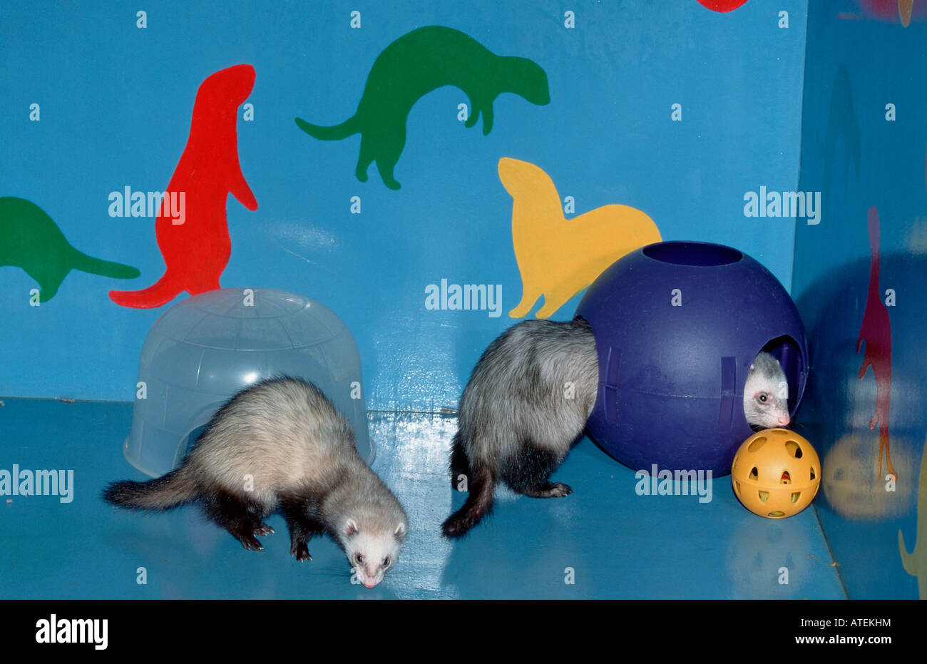 Ferret playing hi-res stock photography and images - Alamy