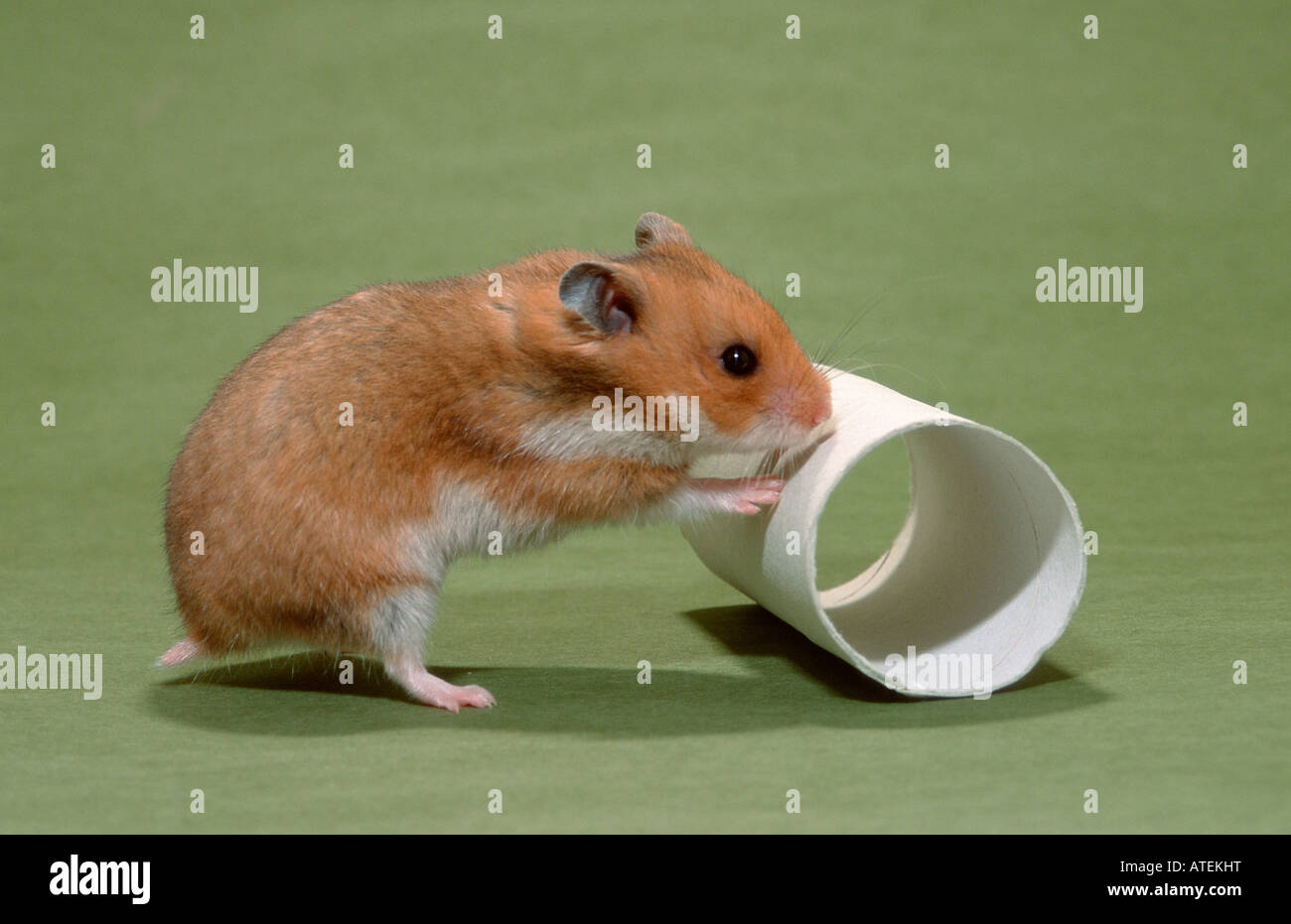 Hamster roll hi-res stock photography and images - Alamy