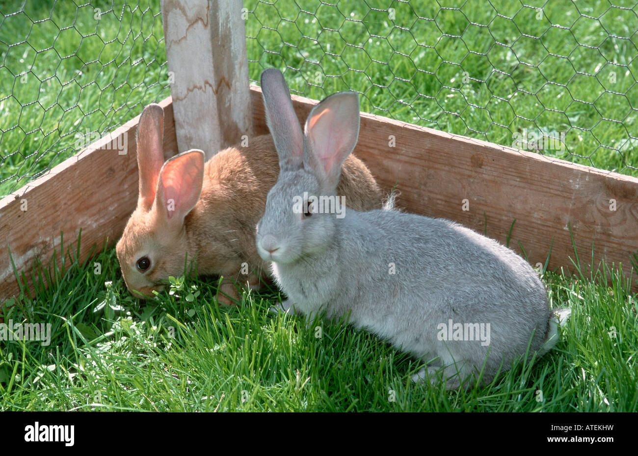 Rabbit outdoor enclosure hi-res stock photography and images - Alamy