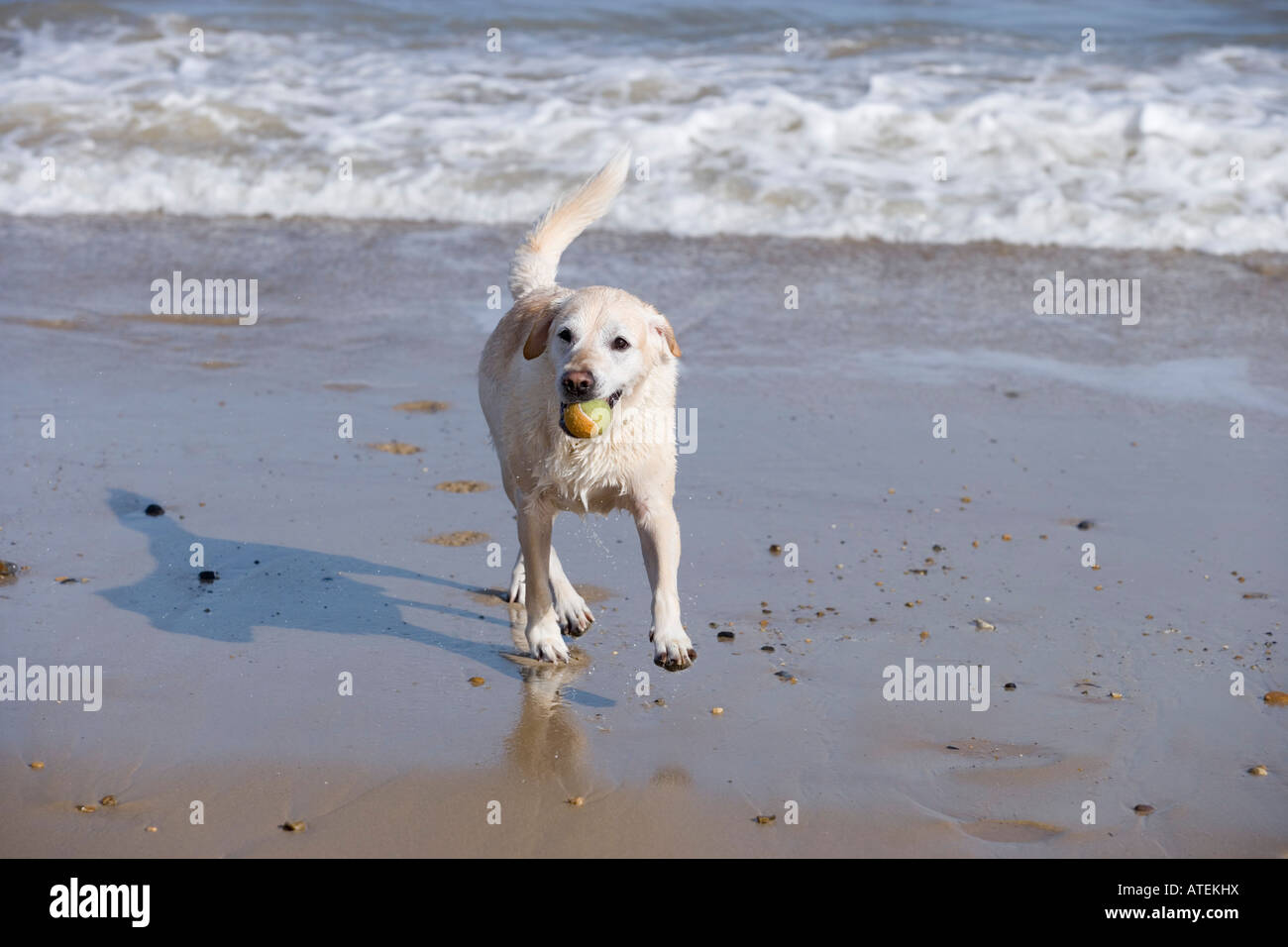 "Golden Labrador" Dog on Beach Stock Photo - Alamy