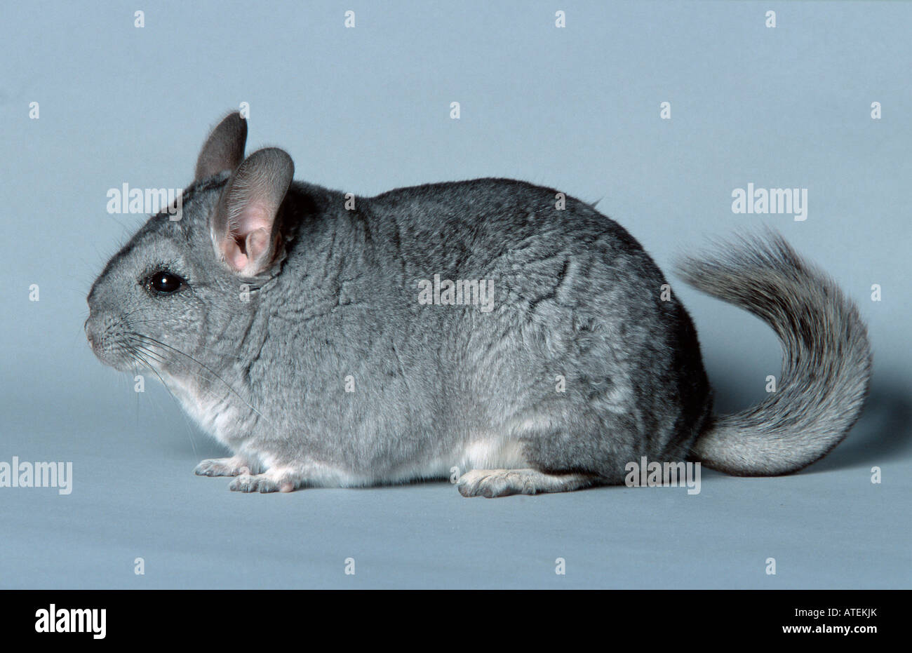 Long tailed chinchilla chinchilla lanigera hi-res stock photography and ...