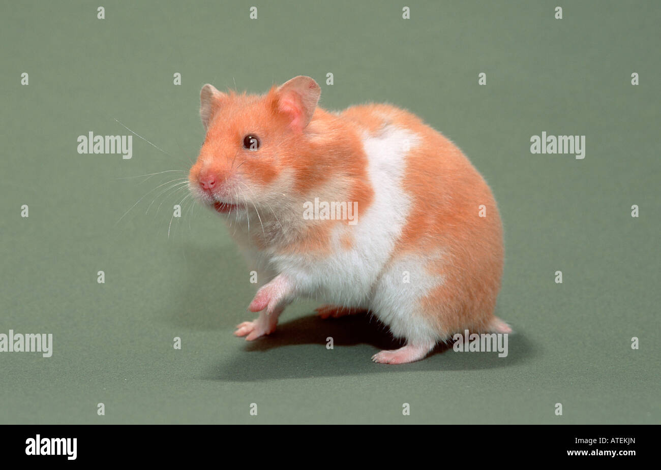 Standing hamster Cut Out Stock Images & Pictures - Alamy