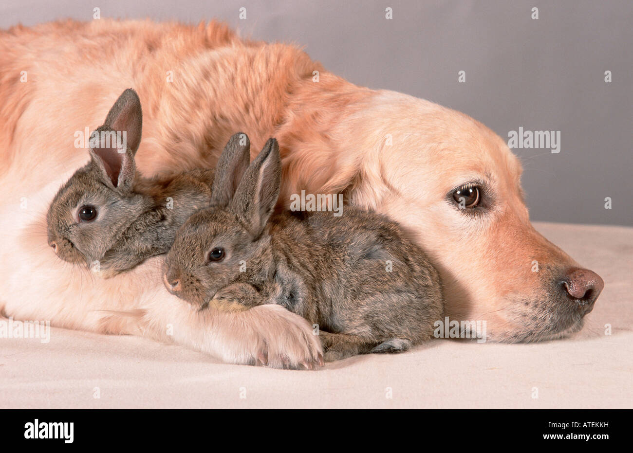 Golden Retriever and Domestic Rabbits Stock Photo - Alamy