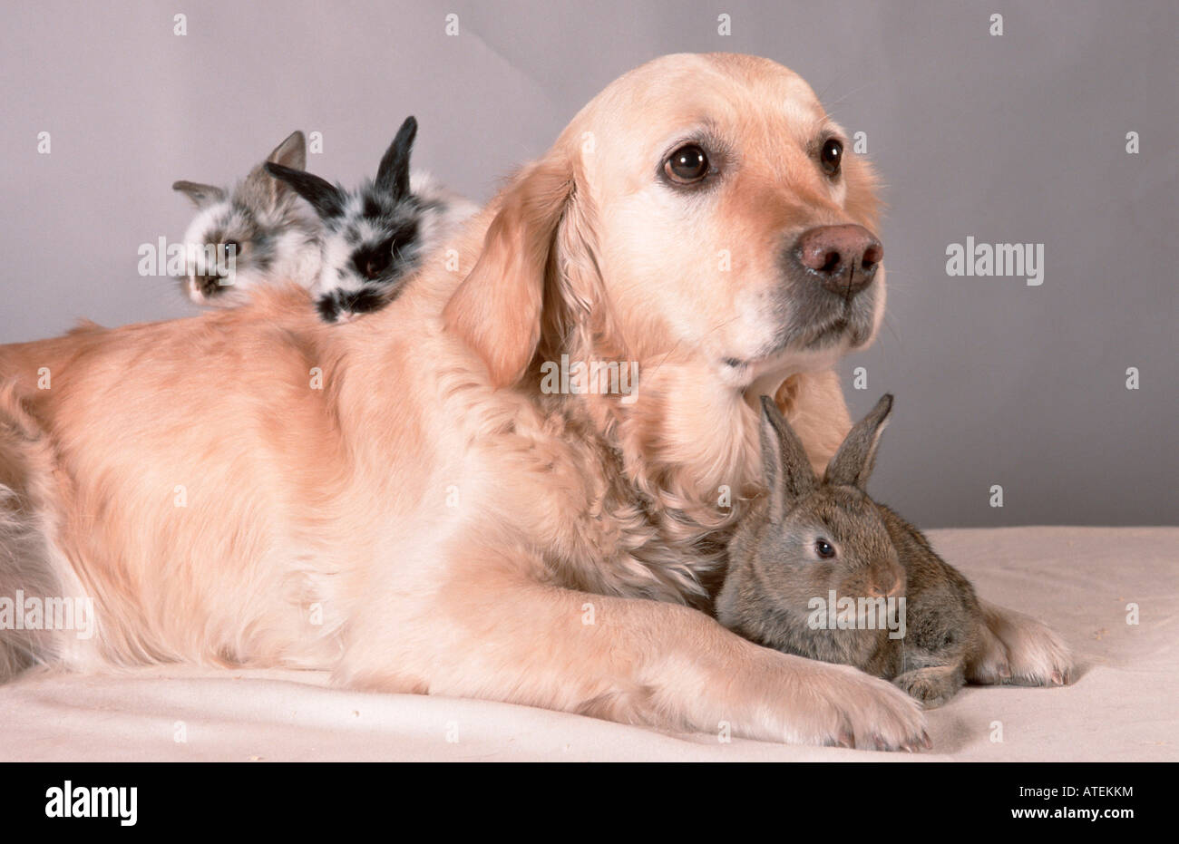 Golden Retriever and Domestic Rabbits Stock Photo - Alamy