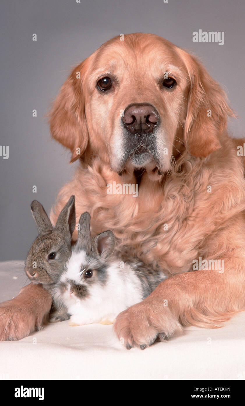 Golden Retriever and Domestic Rabbits Stock Photo - Alamy
