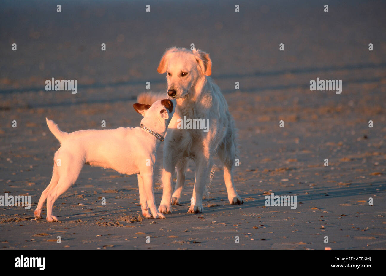 Two dogs sniffing each other hi-res stock photography and images - Alamy