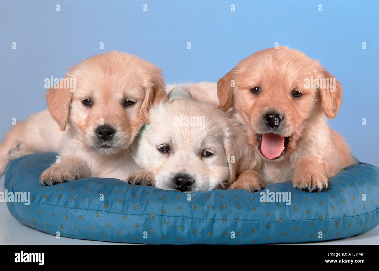 Golden retriever dog group hi-res stock photography and images - Alamy