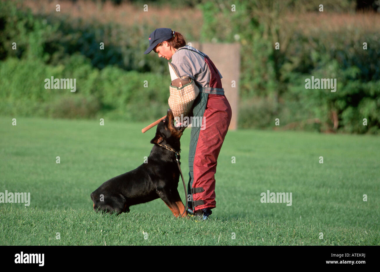 Rottweiler Aggressive High Resolution Stock Photography and Images - Alamy