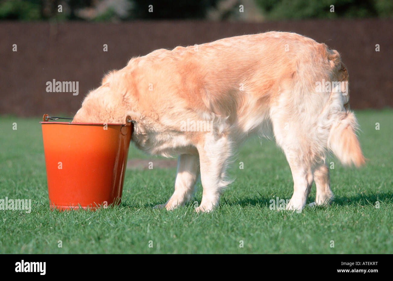 Golden retriever dog drinking hi-res stock photography and images - Alamy