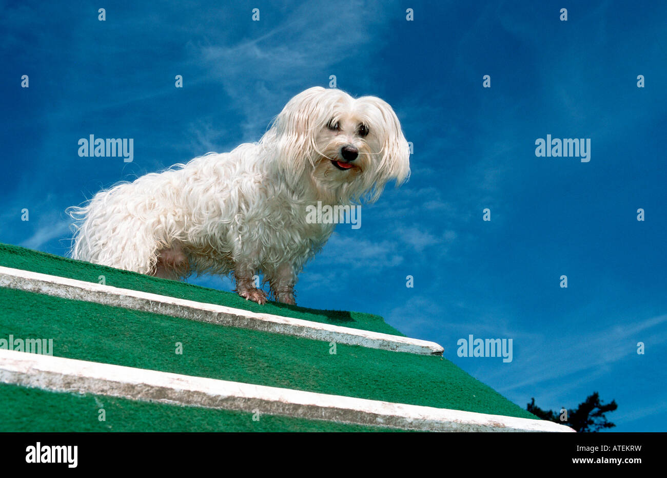 Adult maltese hi-res stock photography and images - Alamy