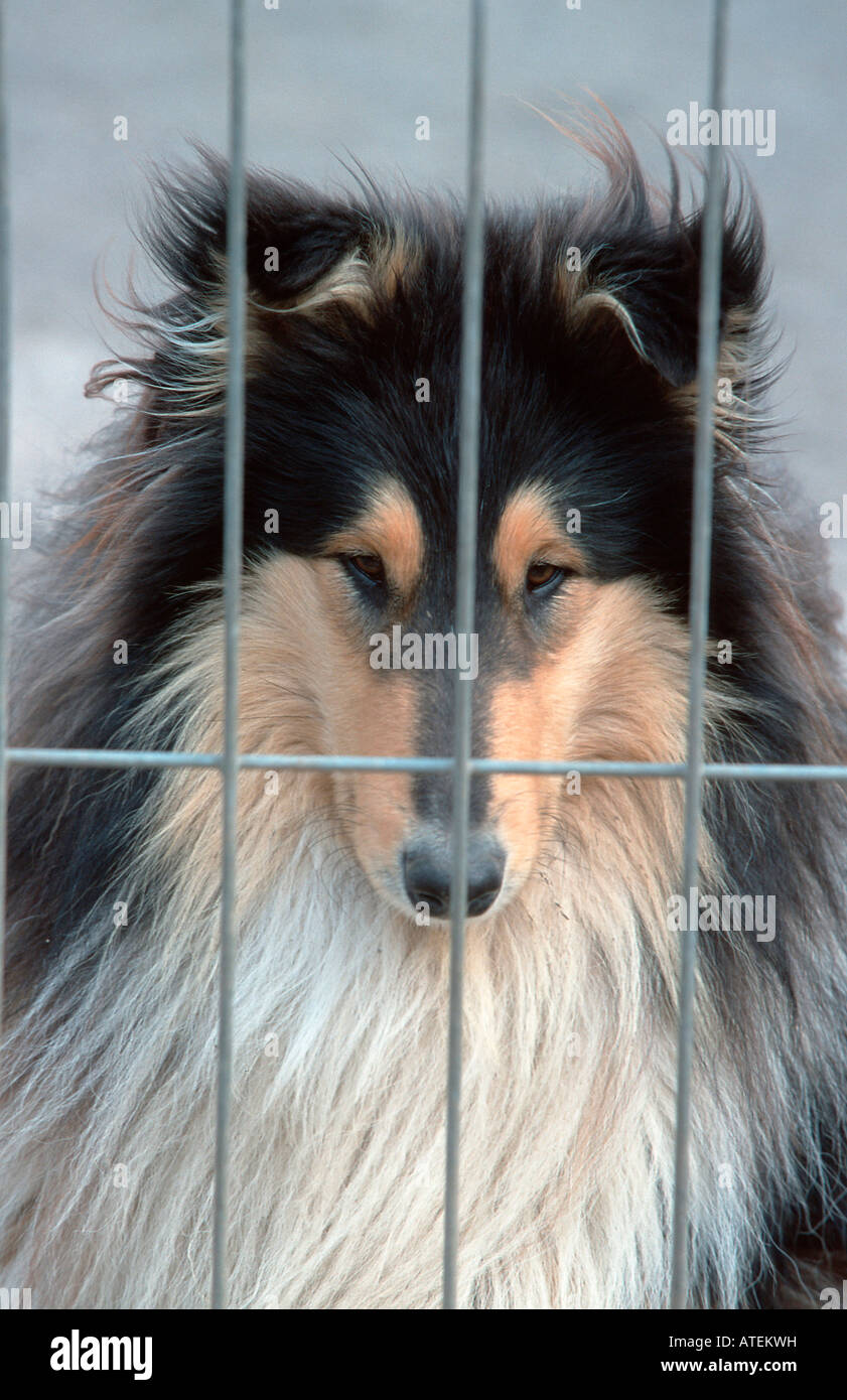 Sad collie hi-res stock photography and images - Alamy