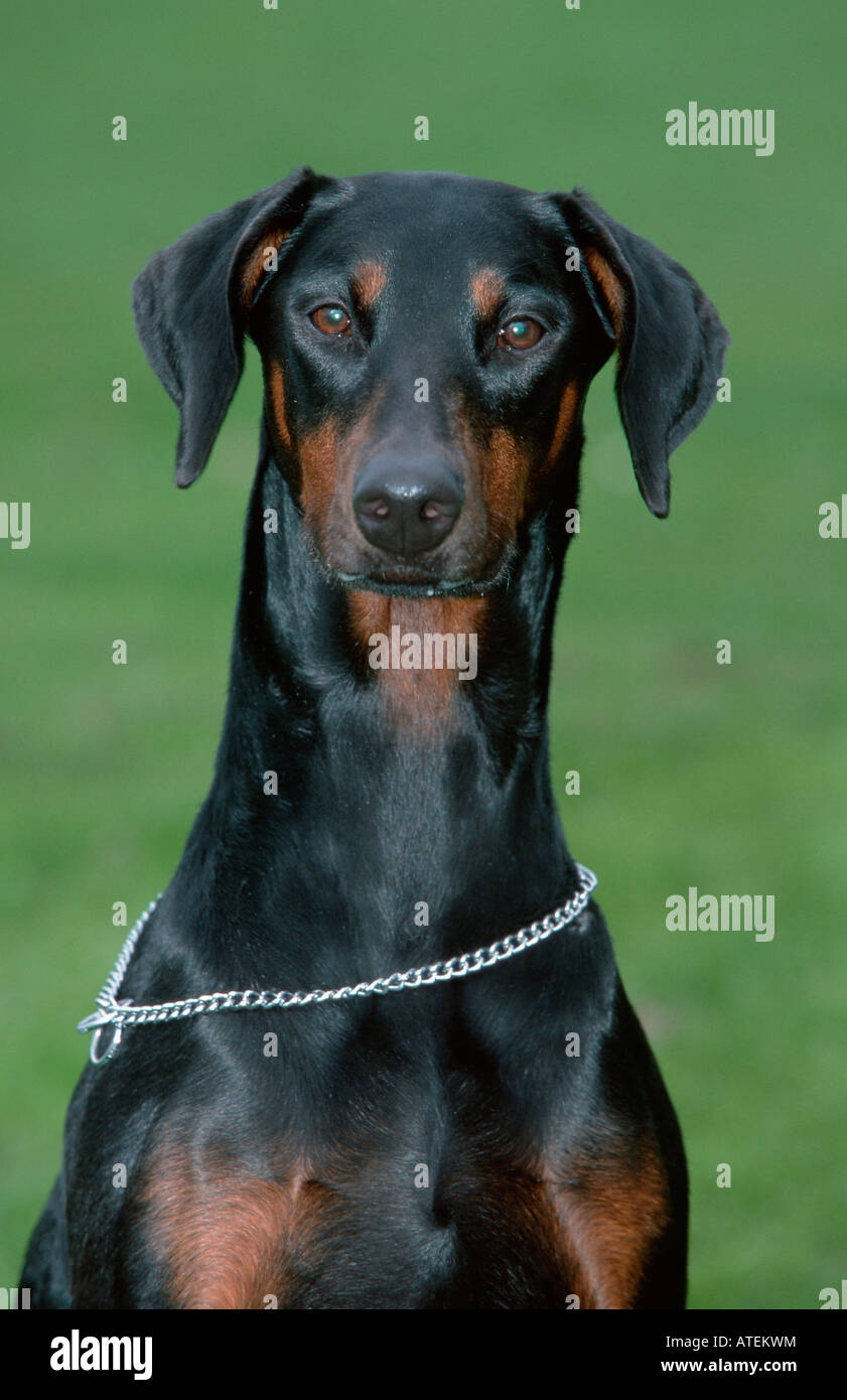 Doberman pinscher portrait adult hi-res stock photography and images ...