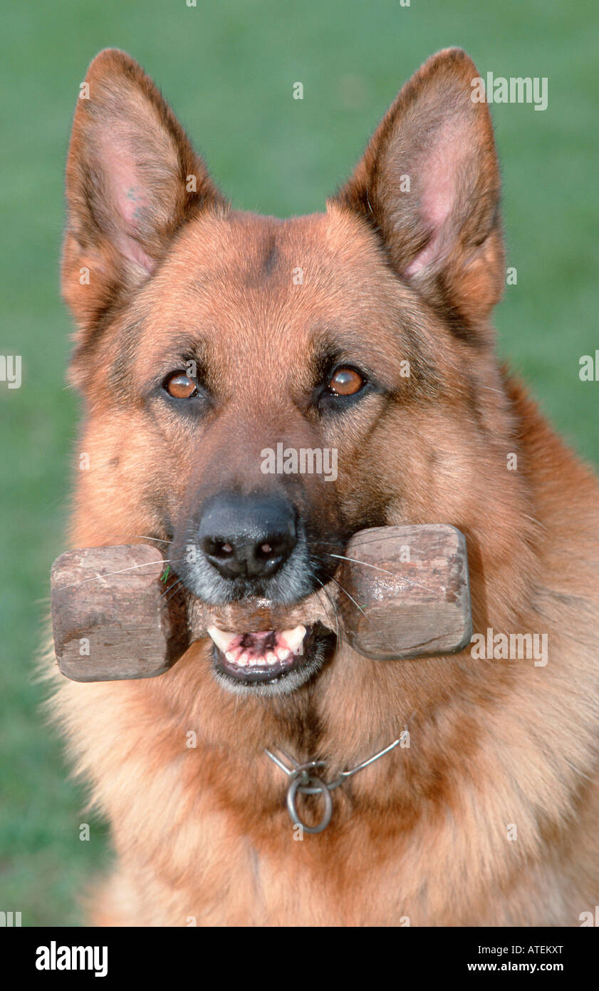 German Shepherd / Alsatian Stock Photo - Alamy
