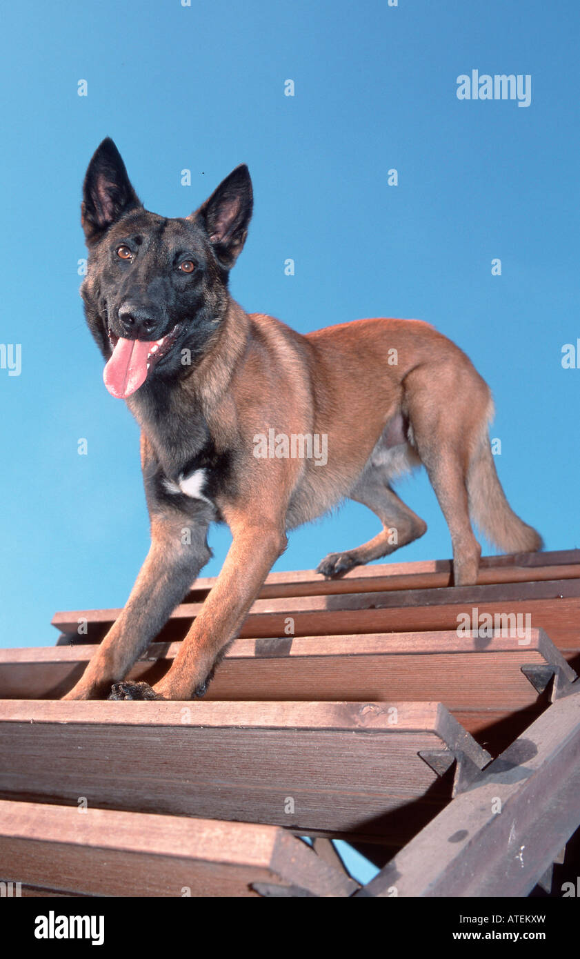 Standing malinois hi-res stock photography and images - Alamy