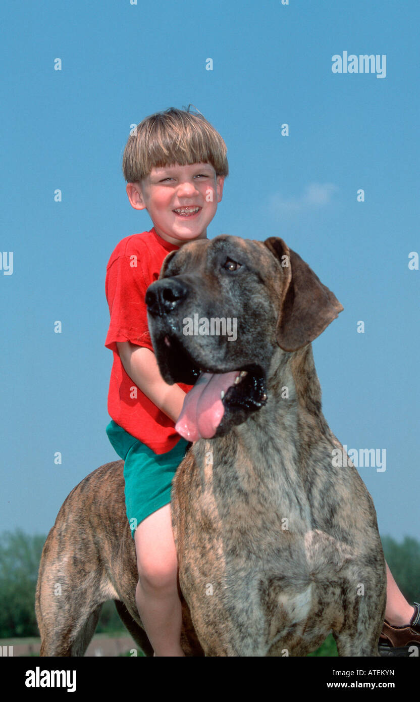 Great dane dog child hi-res stock photography and images - Alamy