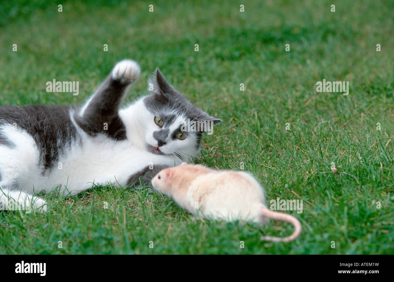 Cat and rats hi-res stock photography and images - Alamy
