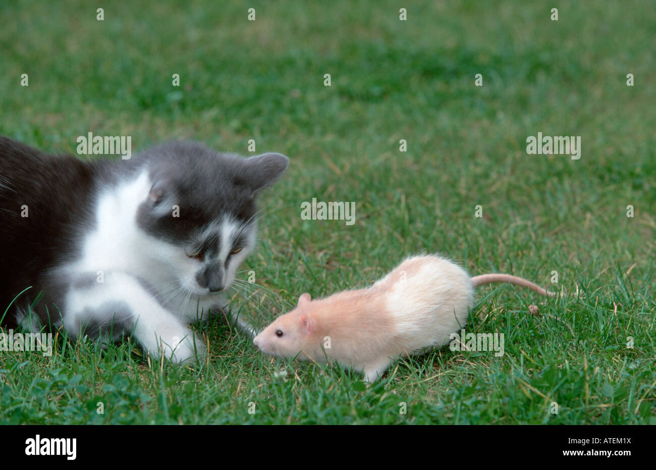 Cat and rats hi-res stock photography and images - Alamy