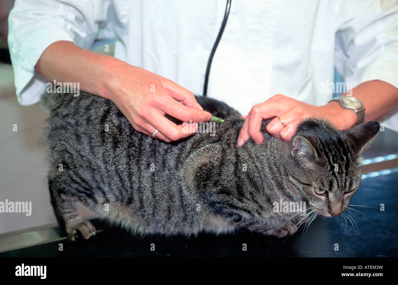 Cat getting injection hi-res stock photography and images - Alamy
